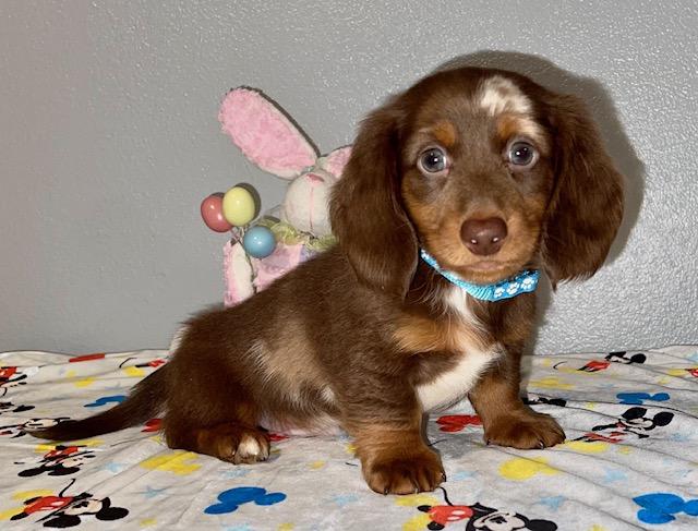 A – RYLEY-1 | Colorful Dachshunds