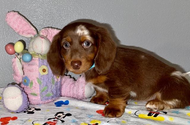 A – RYLEY -2 | Colorful Dachshunds